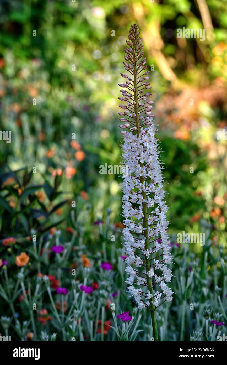 eremurus robustus,Foxtail lily,giant desert candle,white flower spike ...