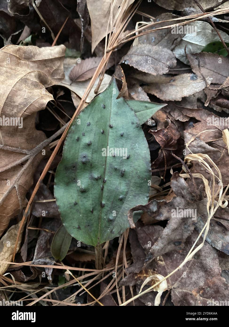 crane-fly orchid (Tipularia discolor Stock Photo - Alamy