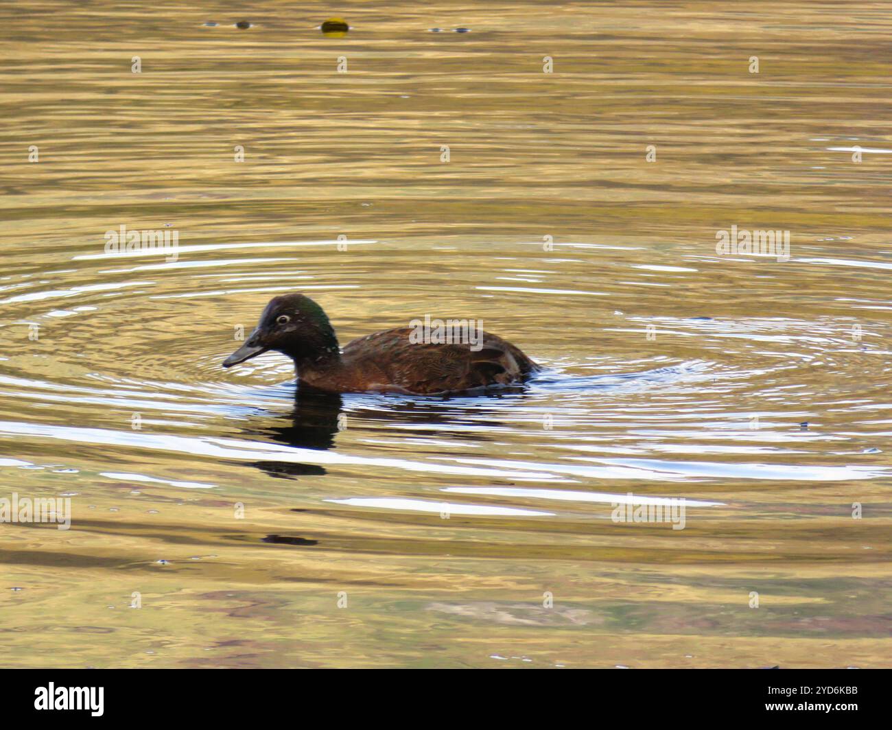 Campbell Islands Teal (Anas nesiotis Stock Photo - Alamy