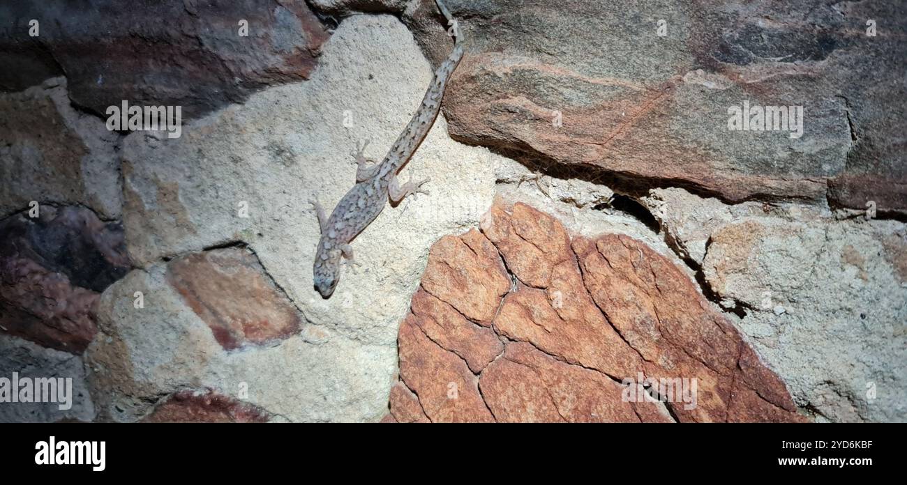Southern Marbled Gecko (Christinus marmoratus Stock Photo - Alamy