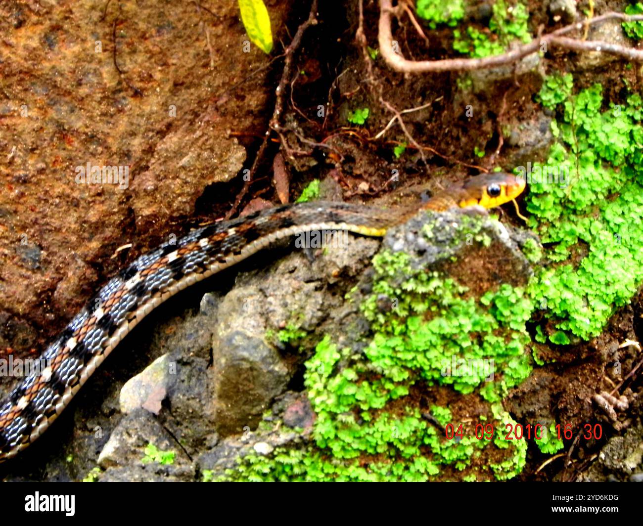 Amphiesma hi-res stock photography and images - Alamy
