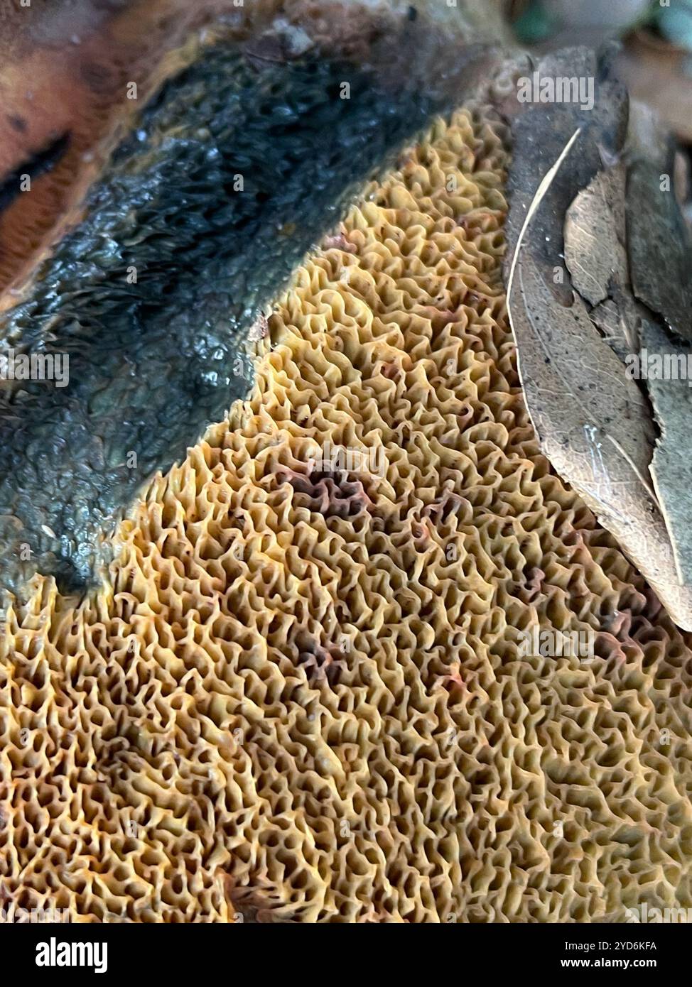 Liver Bolete (Suillellus amygdalinus Stock Photo - Alamy