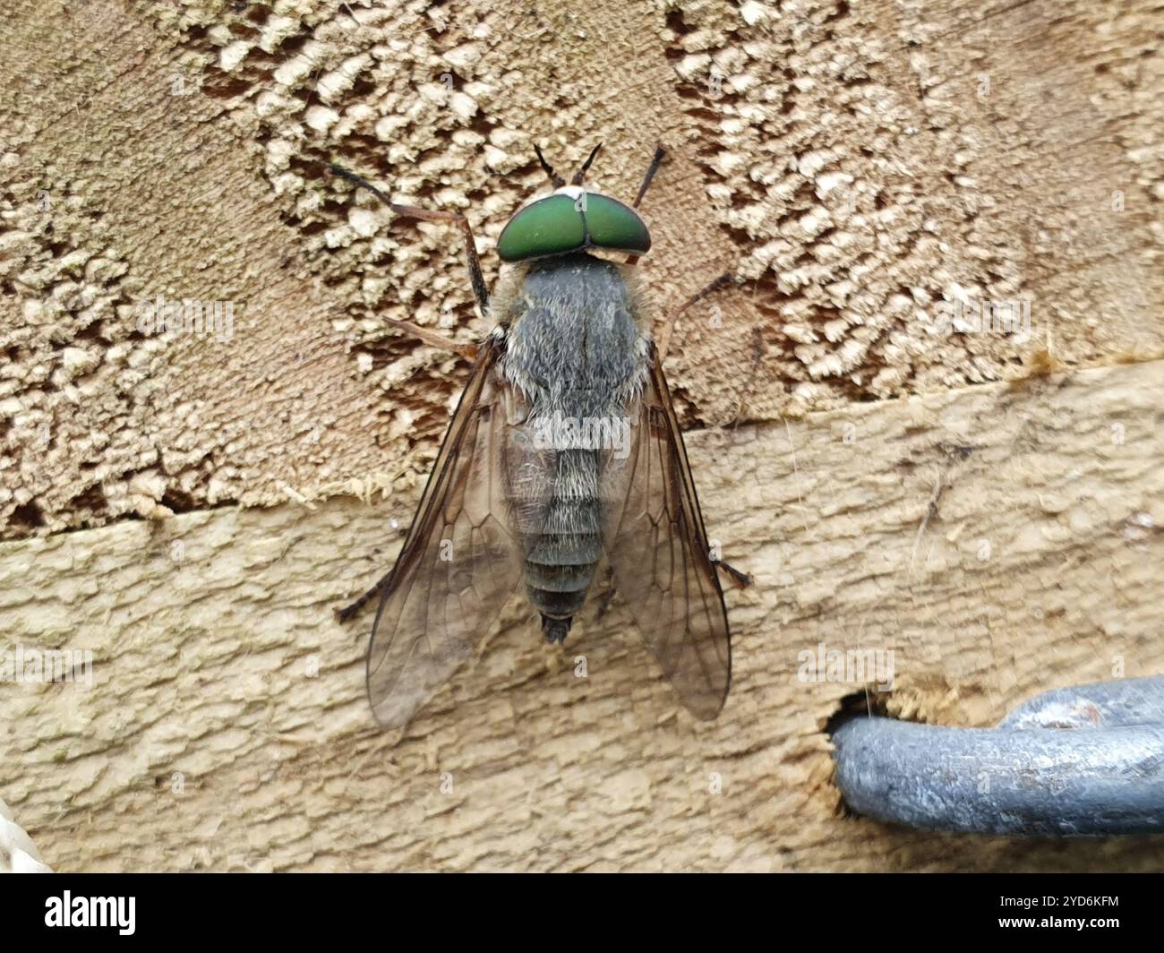 Horse and Deer Flies (Tabanidae Stock Photo - Alamy