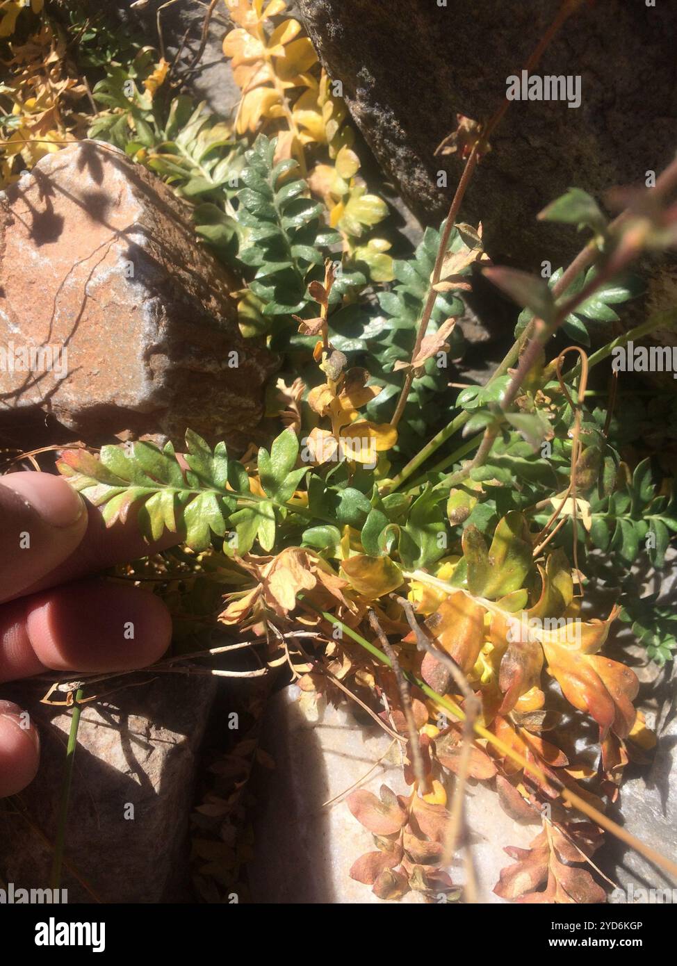 Ross' Avens (Geum rossii Stock Photo - Alamy