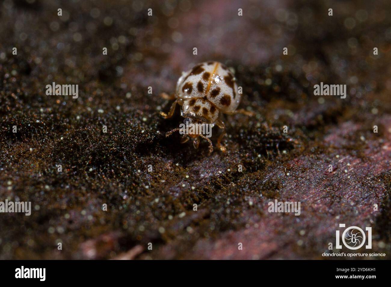 Fungus-eating Lady Beetles (Psyllobora Stock Photo - Alamy