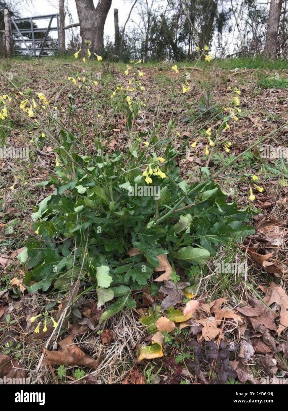 mustard family (Brassicaceae Stock Photo - Alamy