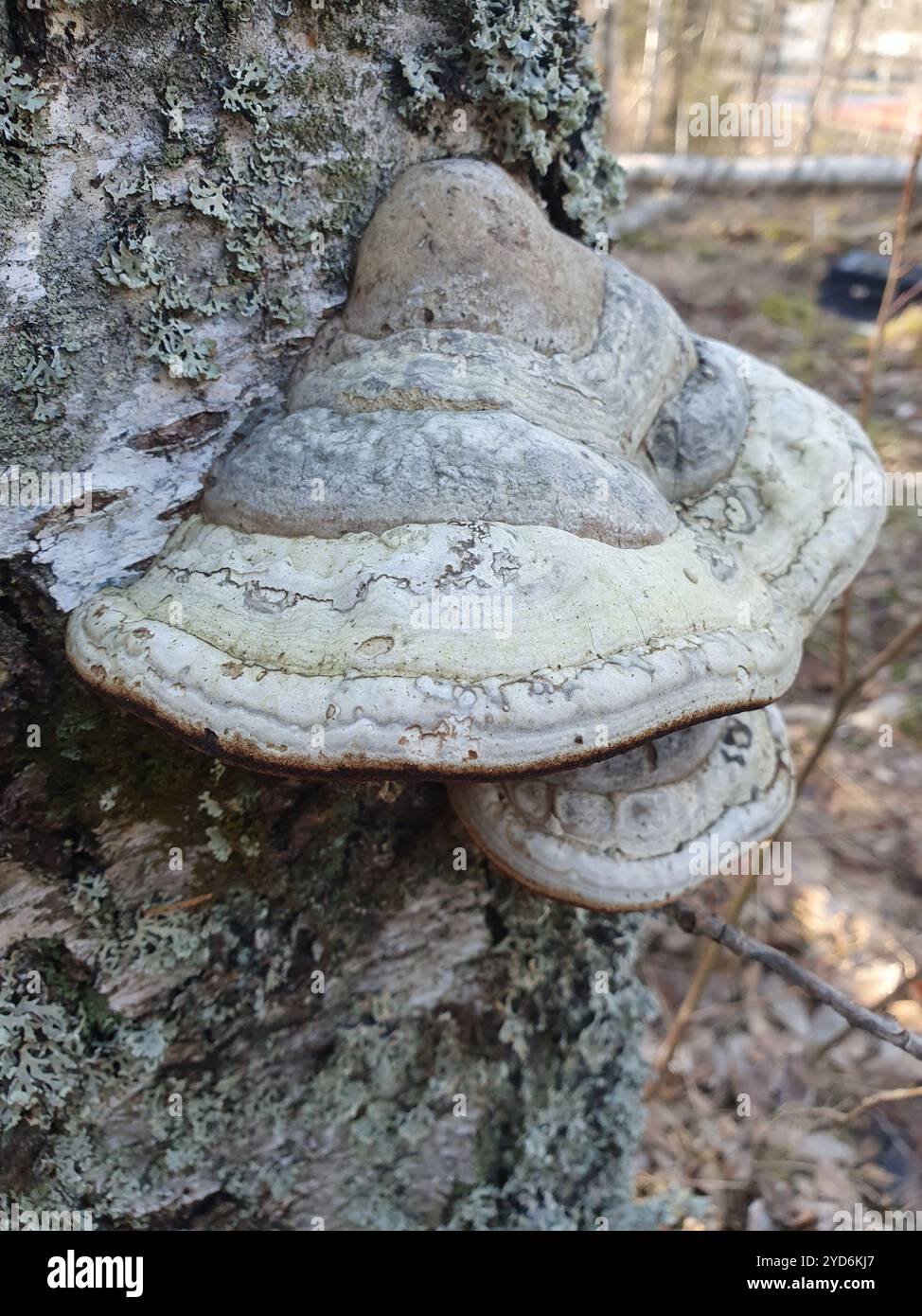 Hoof Fungus (Fomes fomentarius Stock Photo - Alamy