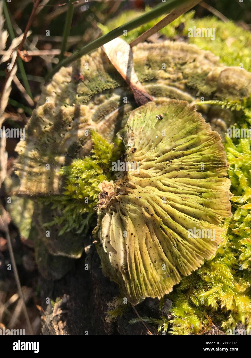 Gilled Polypore (Trametes betulina Stock Photo - Alamy