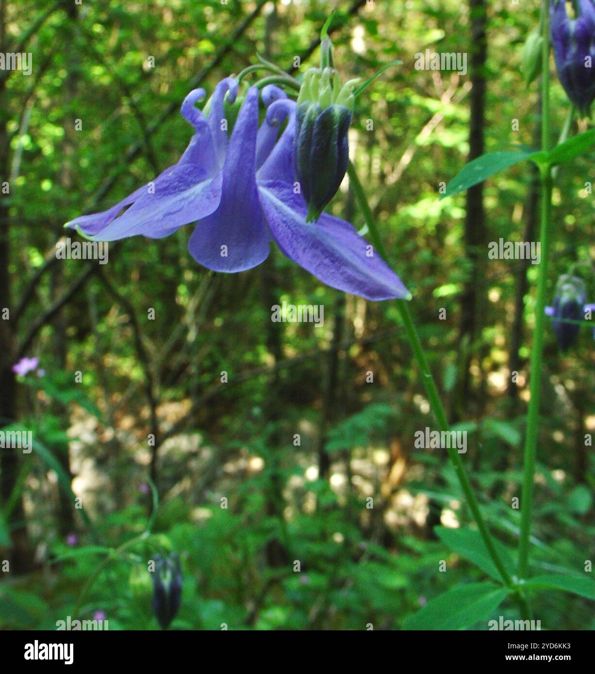 common columbine (Aquilegia vulgaris Stock Photo - Alamy