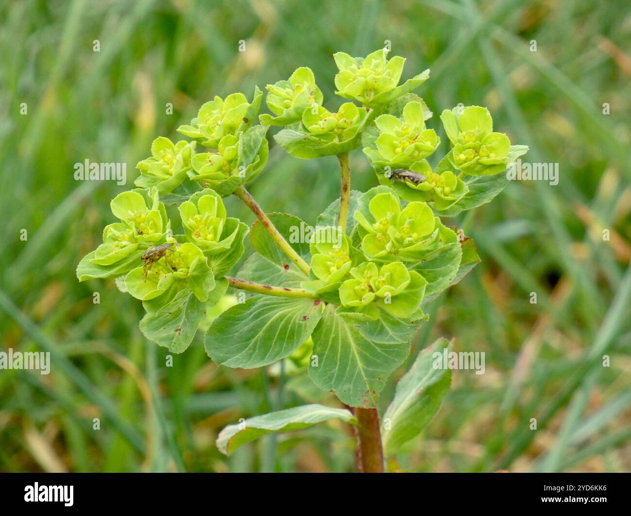 Sun spurge (Euphorbia helioscopia Stock Photo - Alamy