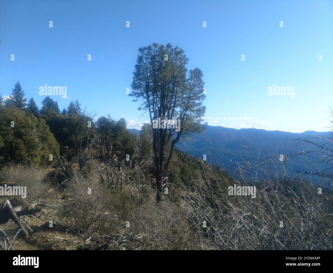 gray pine (Pinus sabiniana Stock Photo - Alamy