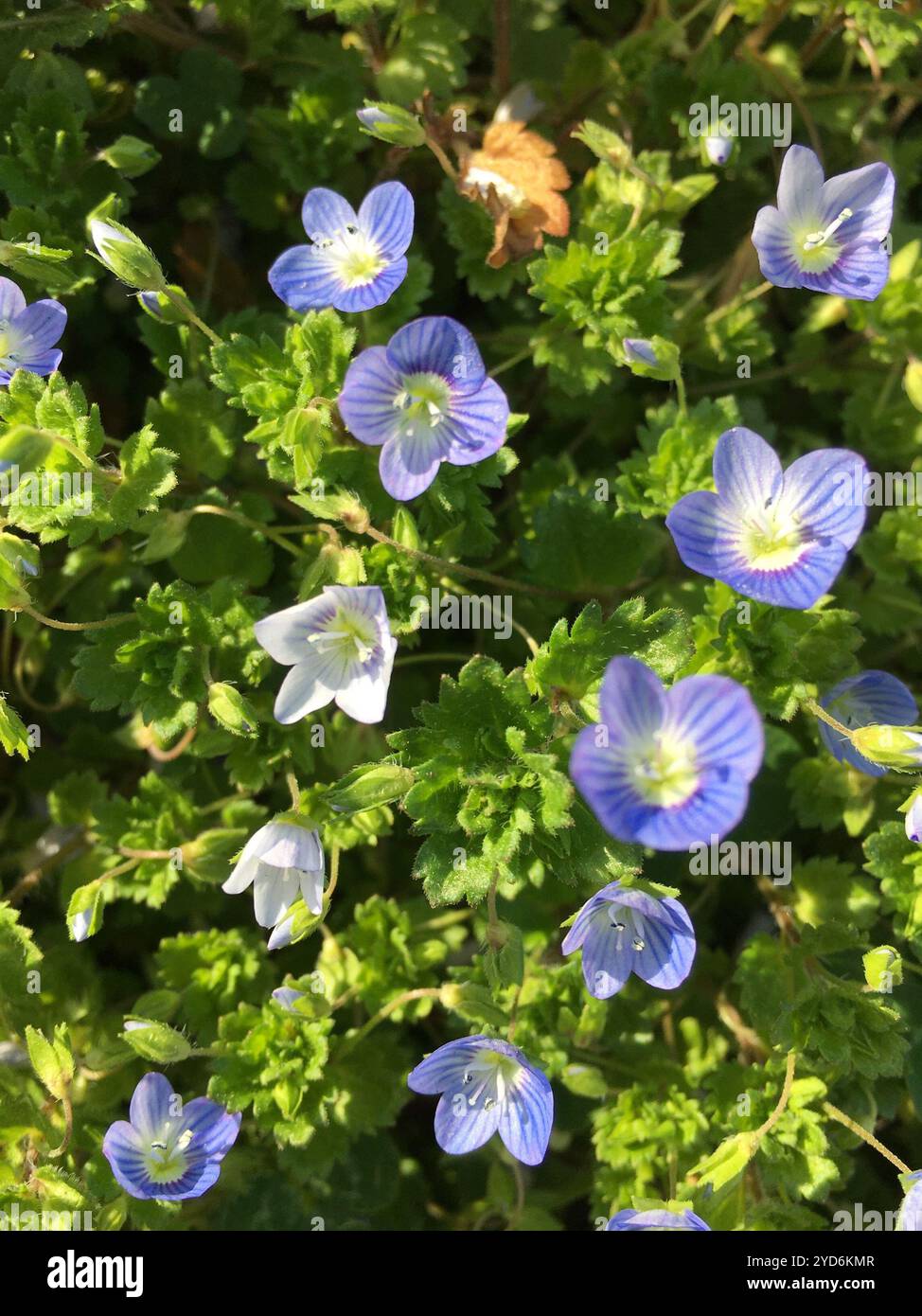 bird's-eye speedwell (Veronica persica Stock Photo - Alamy