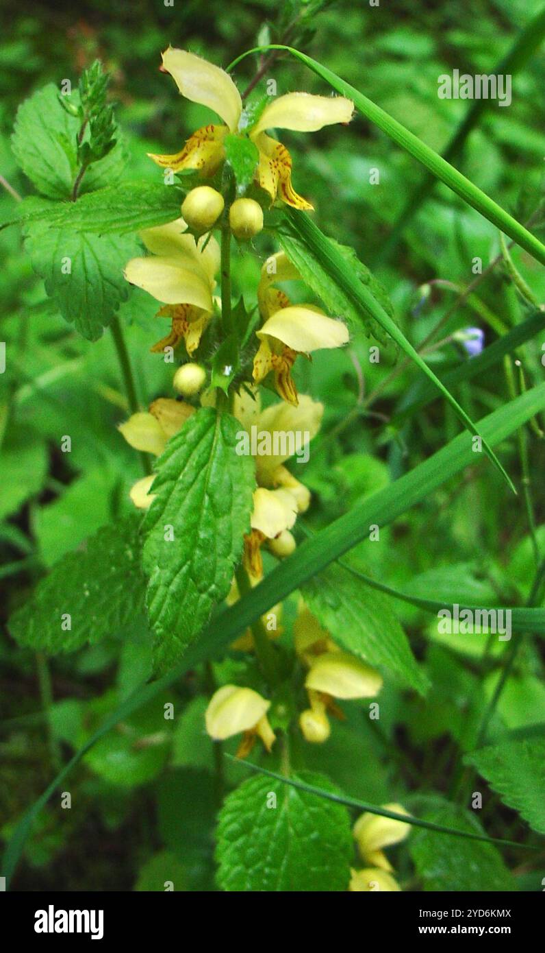 yellow archangel (Lamium galeobdolon Stock Photo - Alamy