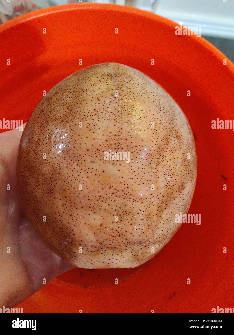 Gumboot Chiton (Cryptochiton stelleri Stock Photo - Alamy