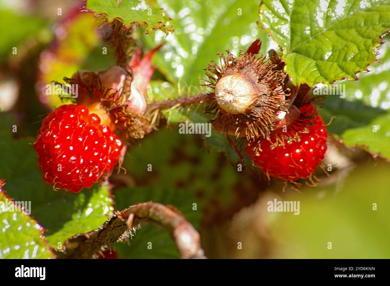 Chinese Bramble (Rubus tricolor Stock Photo - Alamy