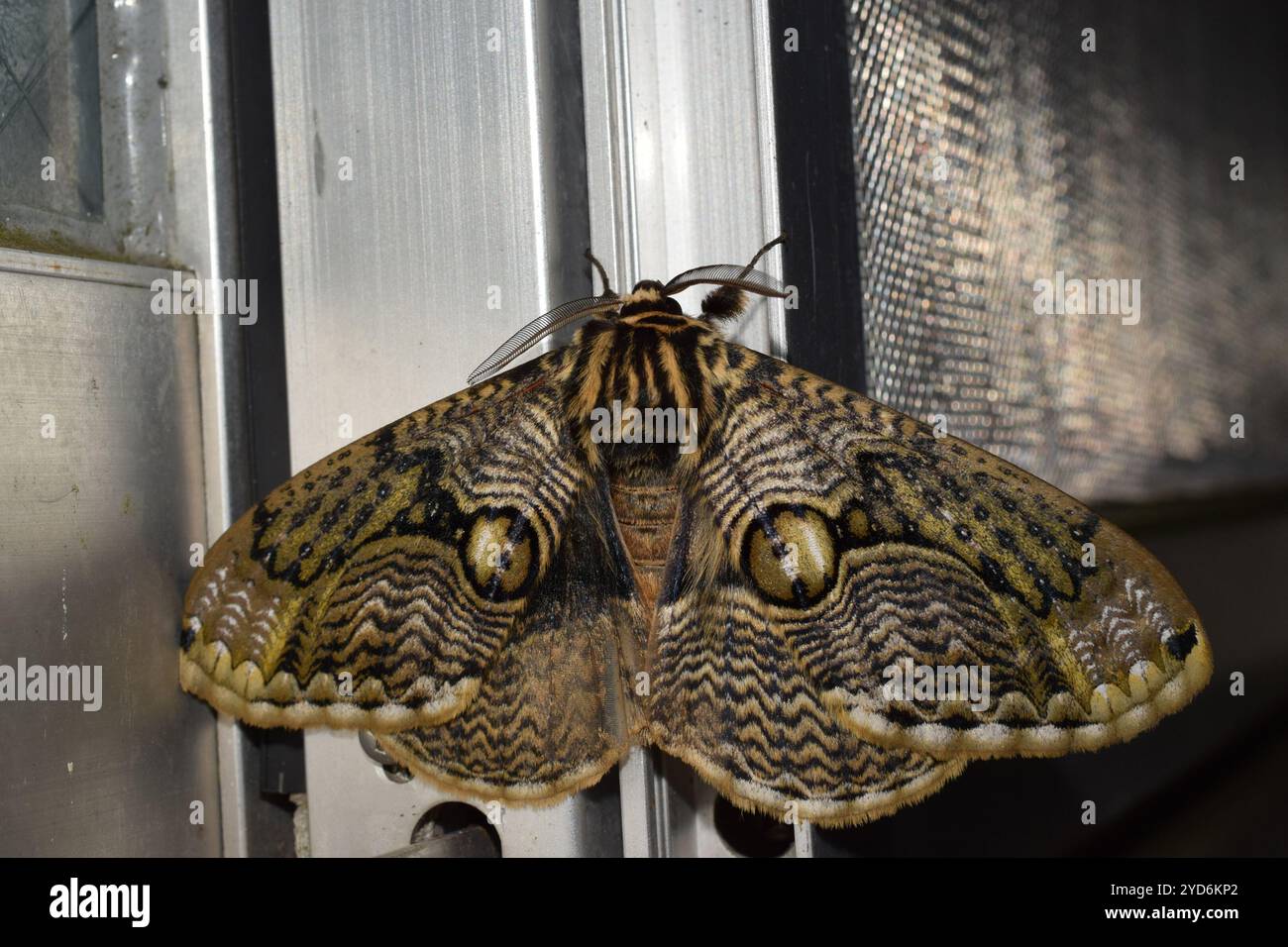 Japanese Owl Moth (Brahmaea japonica Stock Photo - Alamy