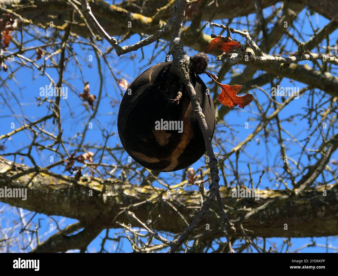 California Gall Wasp (Andricus quercuscalifornicus Stock Photo - Alamy