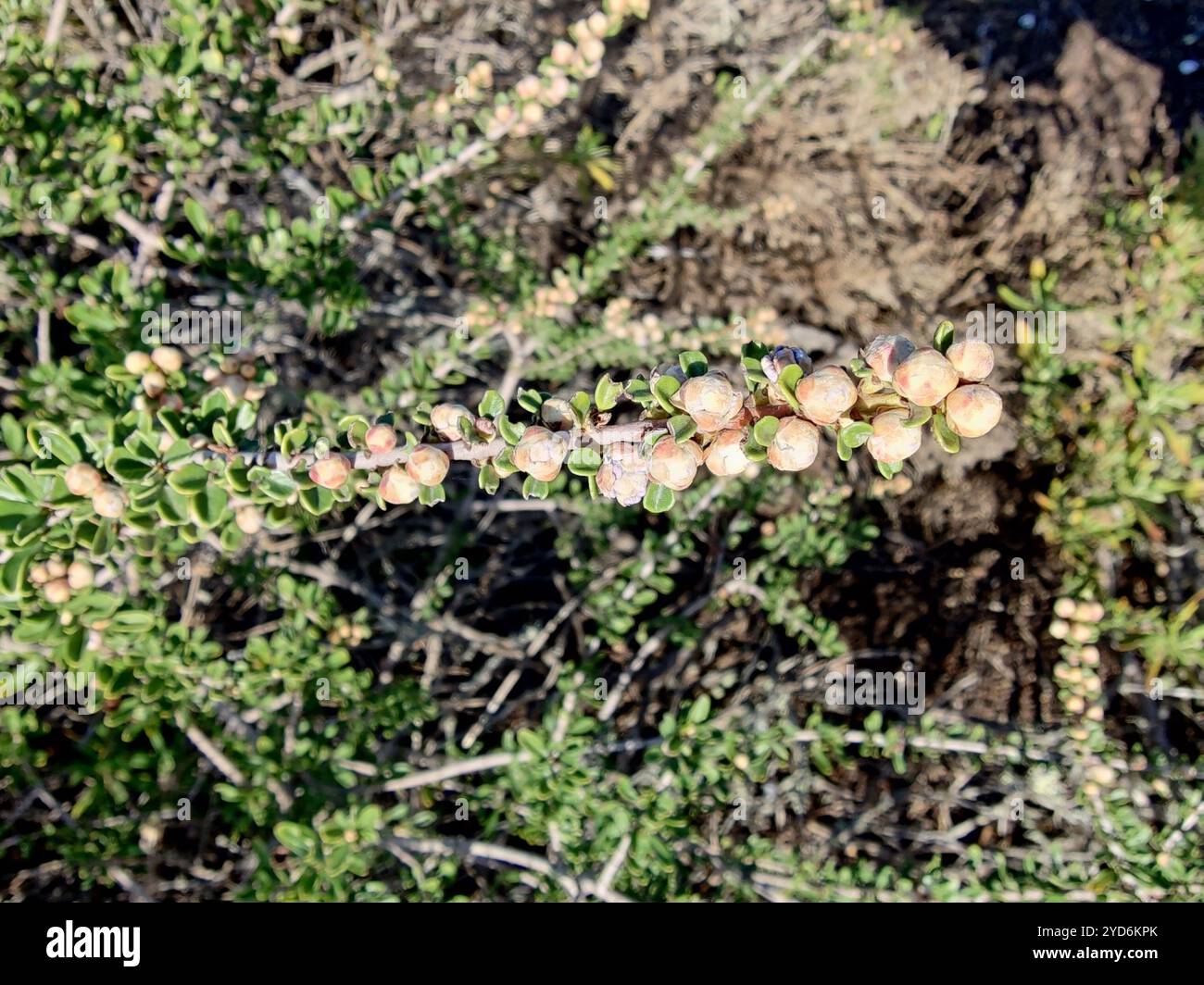 Buckbrush (Ceanothus cuneatus Stock Photo - Alamy