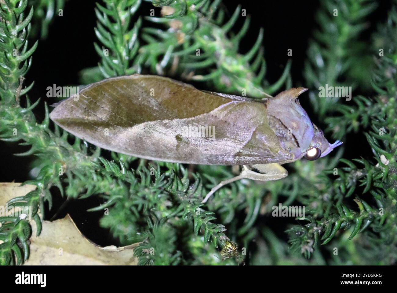 Common Fruit-piercing Moth (Eudocima phalonia Stock Photo - Alamy