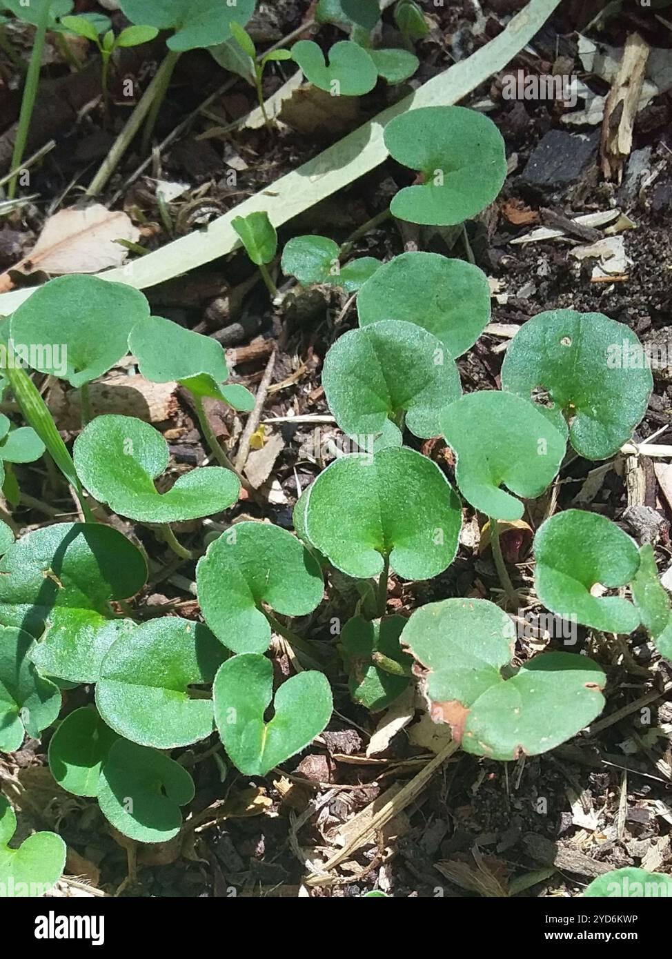 kidney weed (Dichondra repens Stock Photo - Alamy