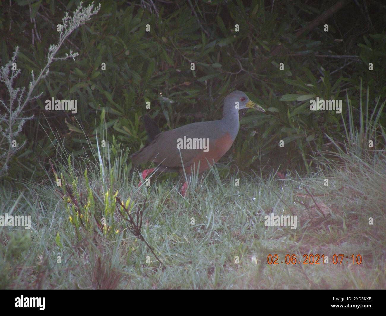 Gray cowled wood rail aramides cajaneus hi-res stock photography and ...