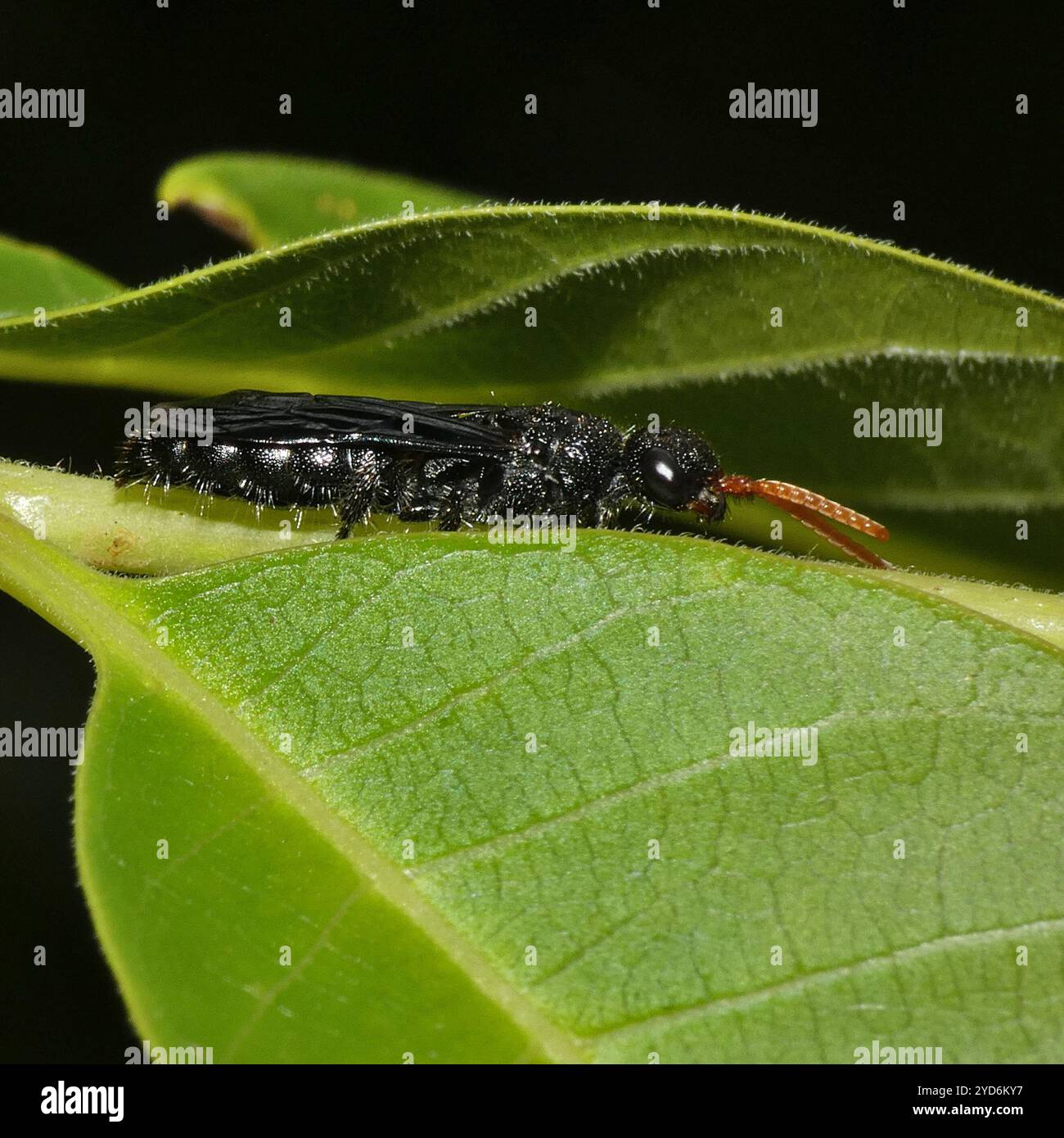 Tiphiidae hi-res stock photography and images - Alamy