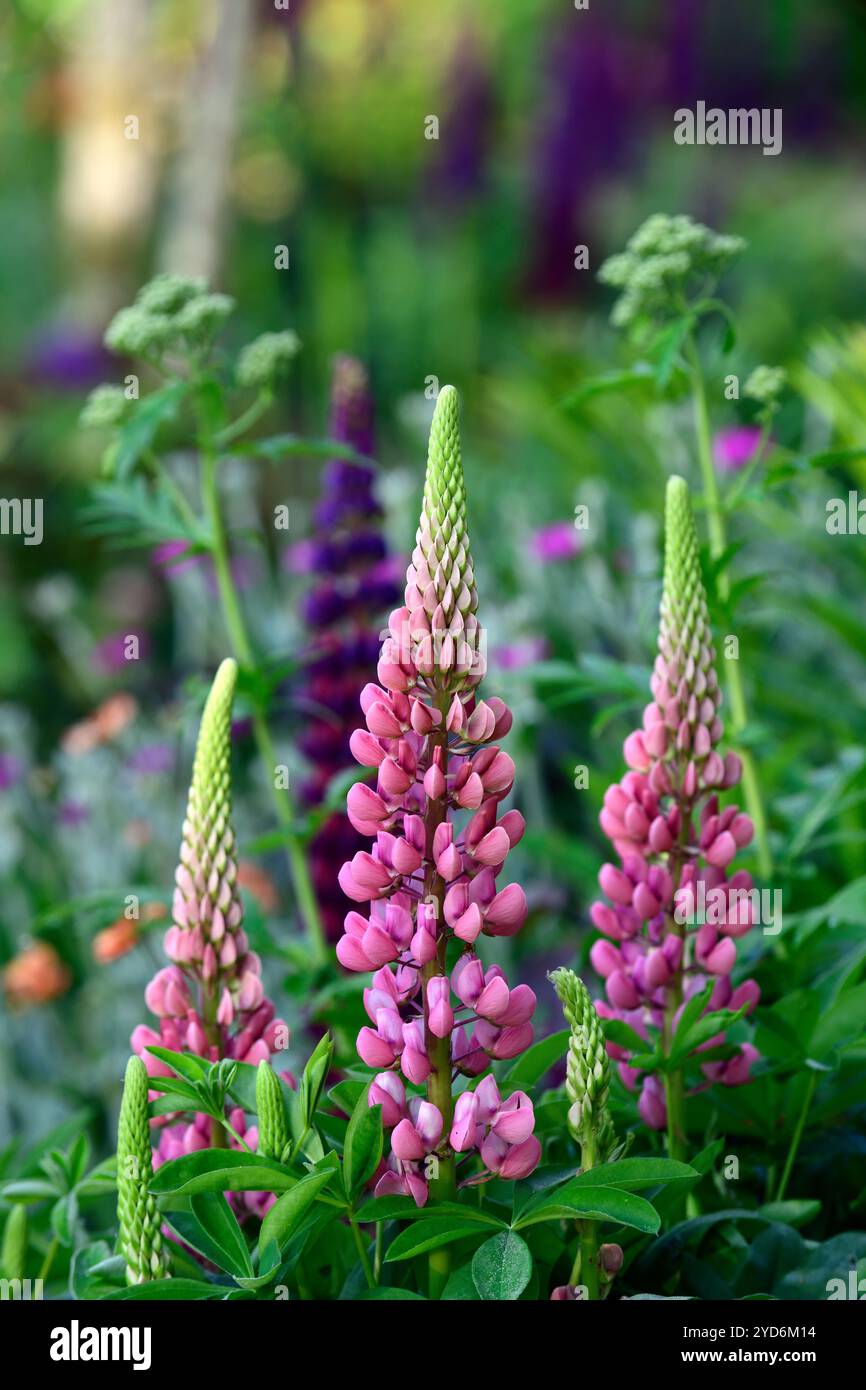 Lupinus,lupin,lupins,pink Lupin,flowers,flowers,raceme,racemes ...
