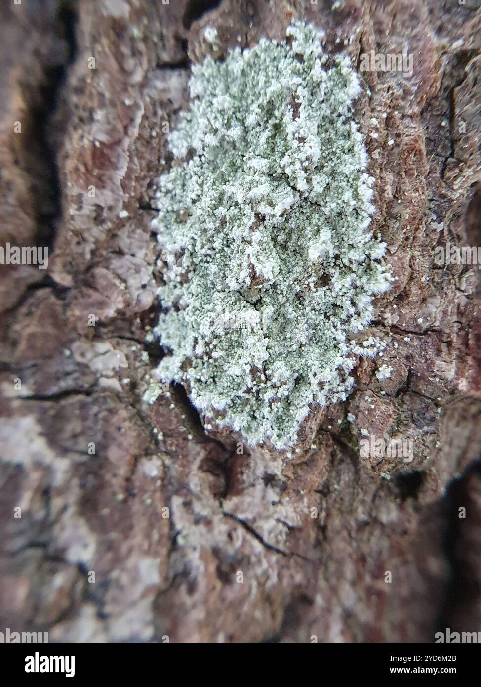 common lichens (Lecanoromycetes Stock Photo - Alamy