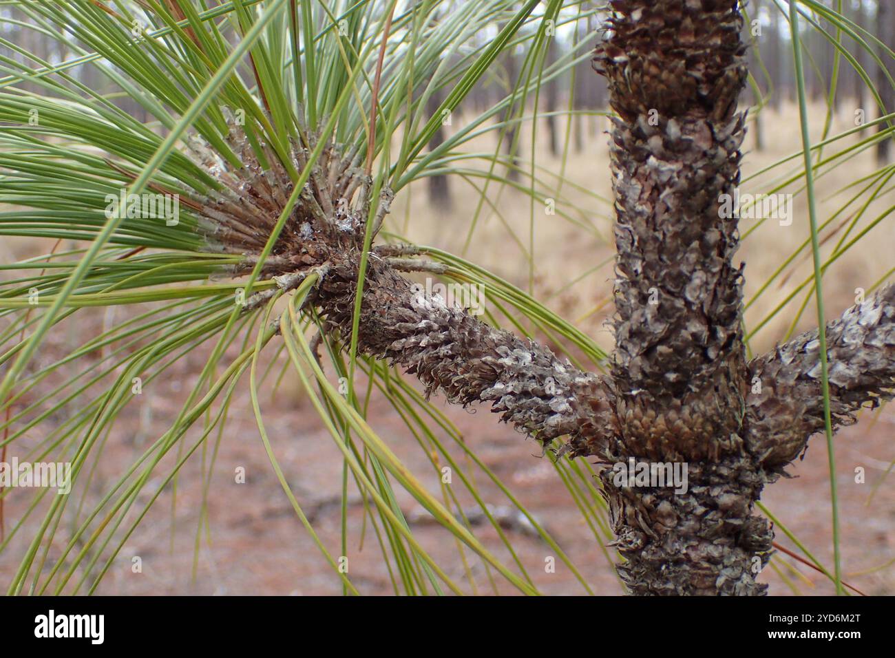 longleaf pine (Pinus palustris Stock Photo - Alamy