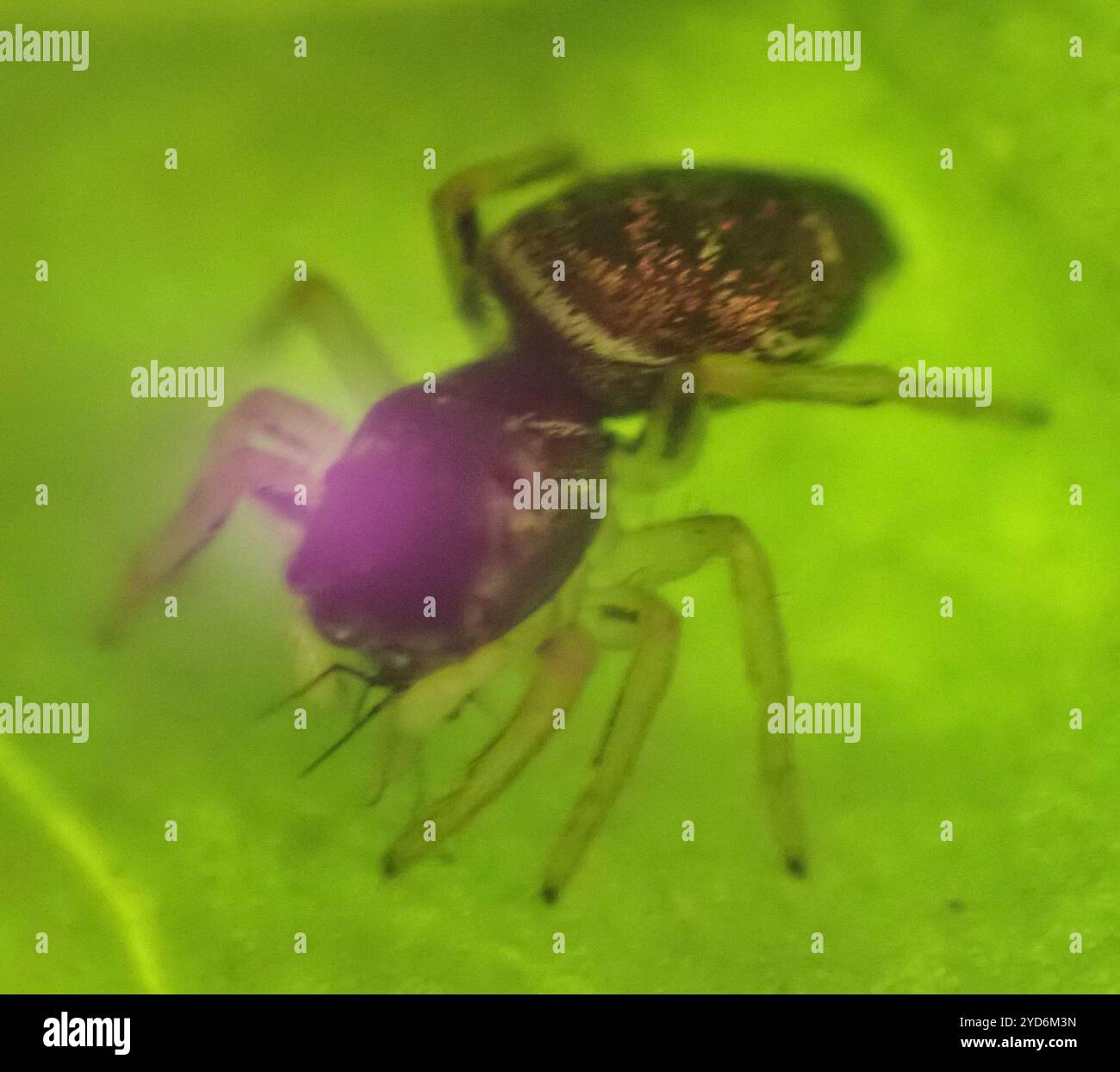 Copper Sun Jumper (Heliophanus cupreus Stock Photo - Alamy