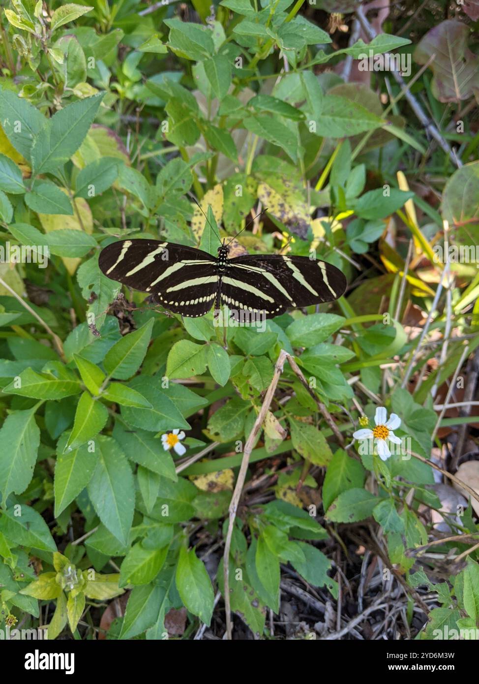 Zebra Longwing (Heliconius charithonia Stock Photo - Alamy