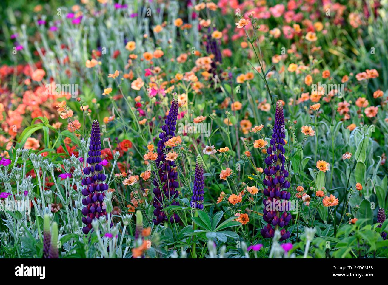 Lupinus masterpiece,lupin masterpiece,lupins,purple Lupin,flowers ...