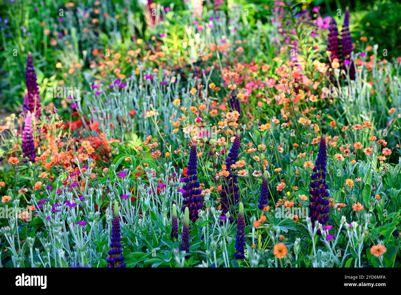Lupinus masterpiece,lupin masterpiece,lupins,purple Lupin,flowers ...