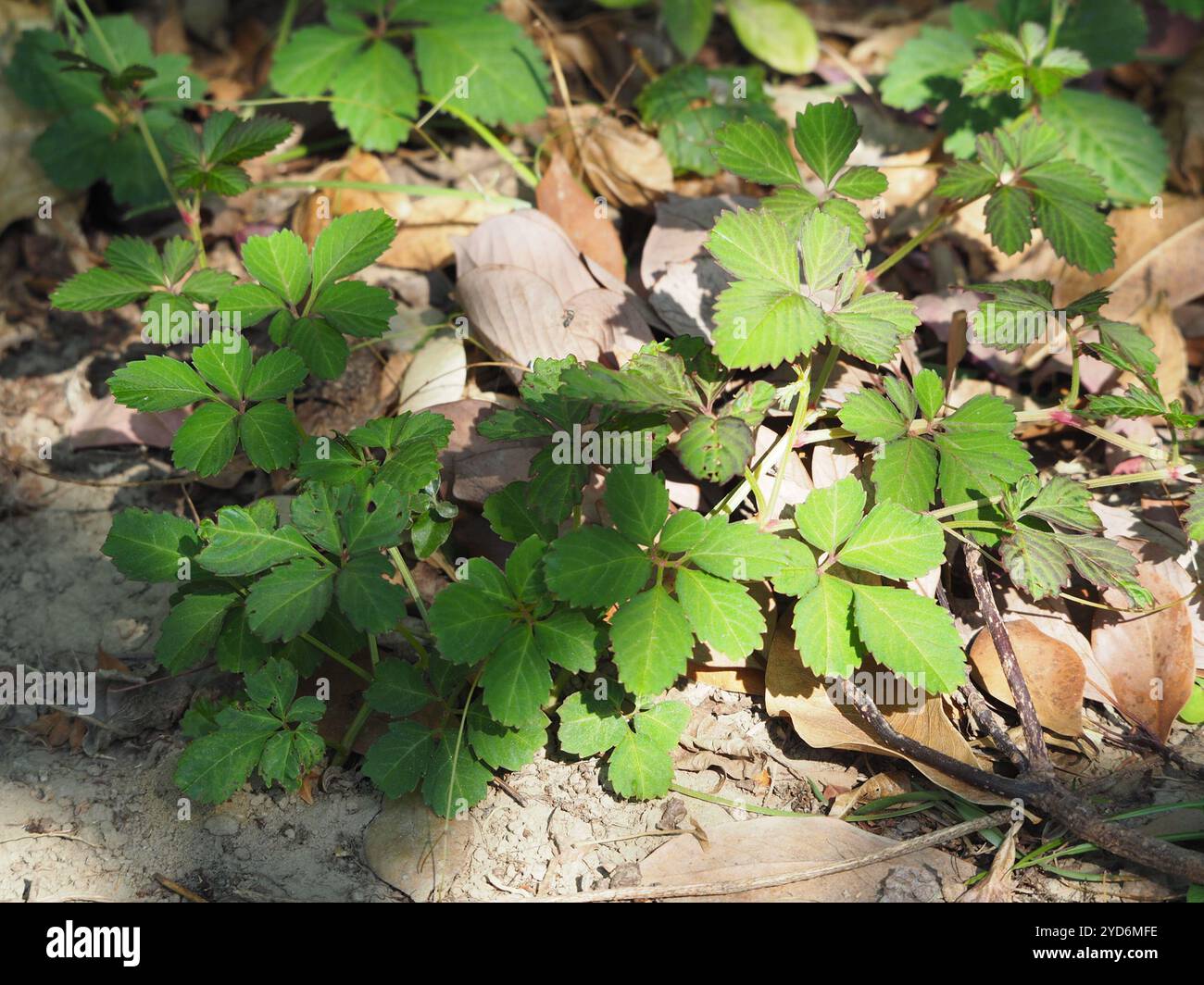 Bushkiller (Causonis japonica Stock Photo - Alamy