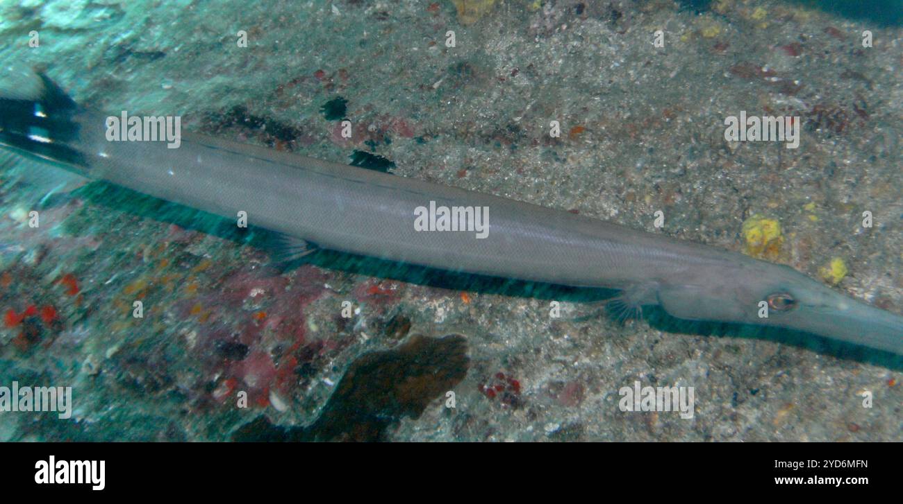 Pacific Trumpetfish (Aulostomus chinensis Stock Photo - Alamy