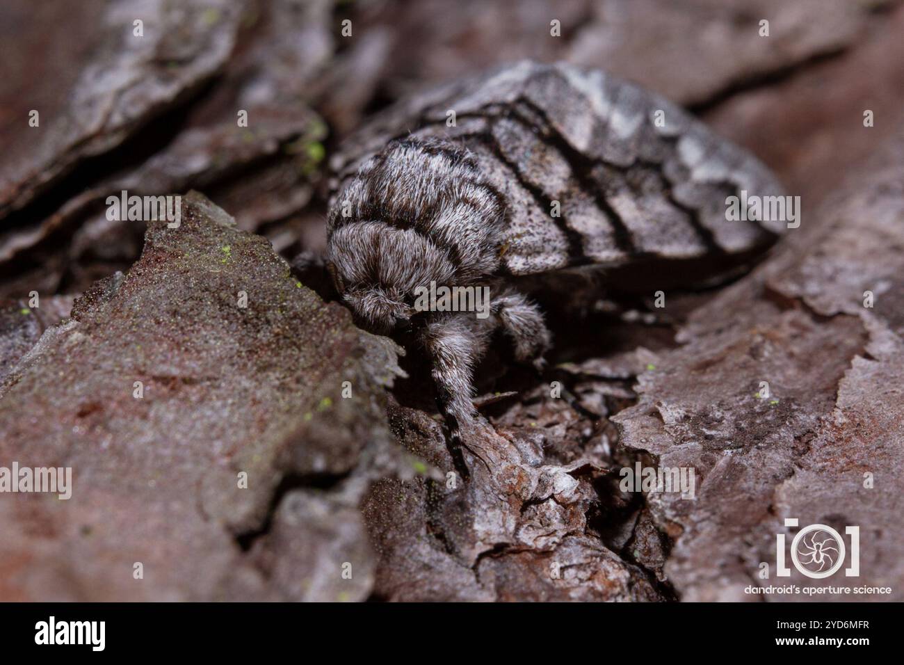 Eastern Panthea Moth (Panthea furcilla Stock Photo - Alamy