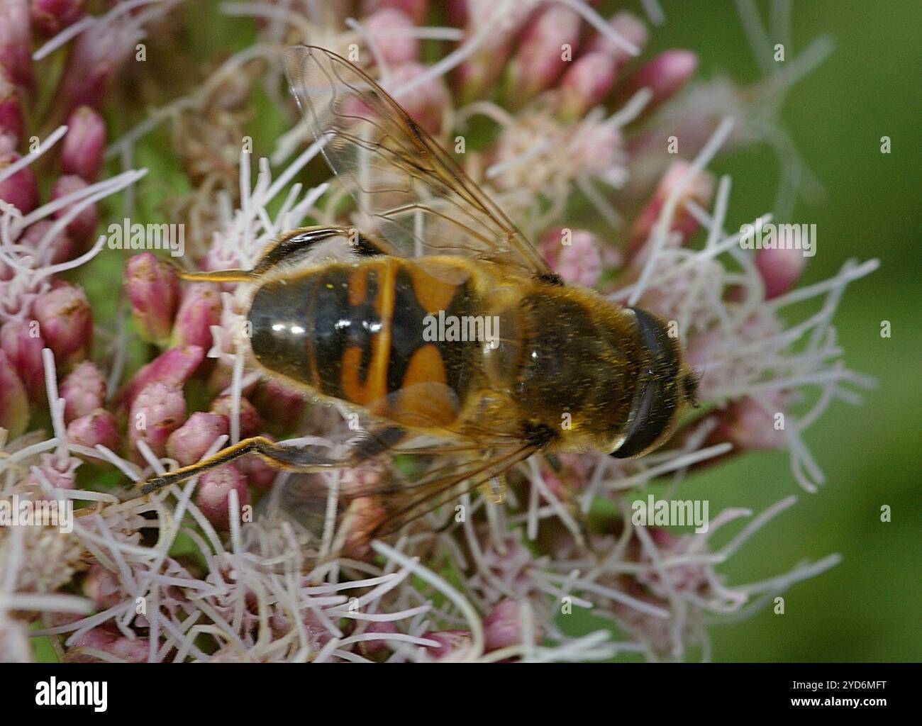 Common Drone Fly (Eristalis tenax Stock Photo - Alamy