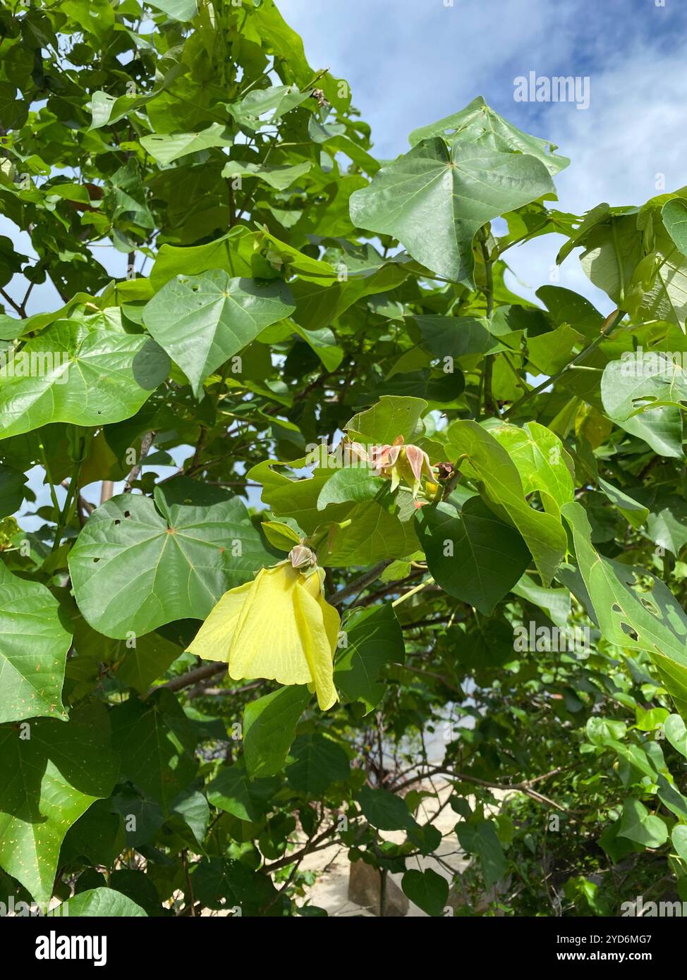 sea hibiscus (Hibiscus tiliaceus Stock Photo - Alamy