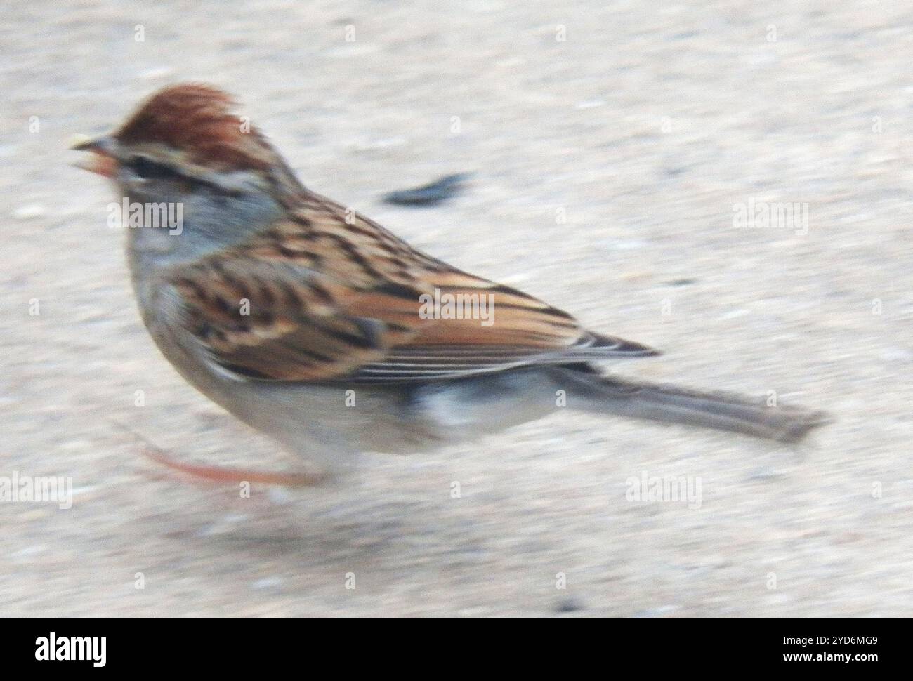 Chipping Sparrow (Spizella passerina Stock Photo - Alamy