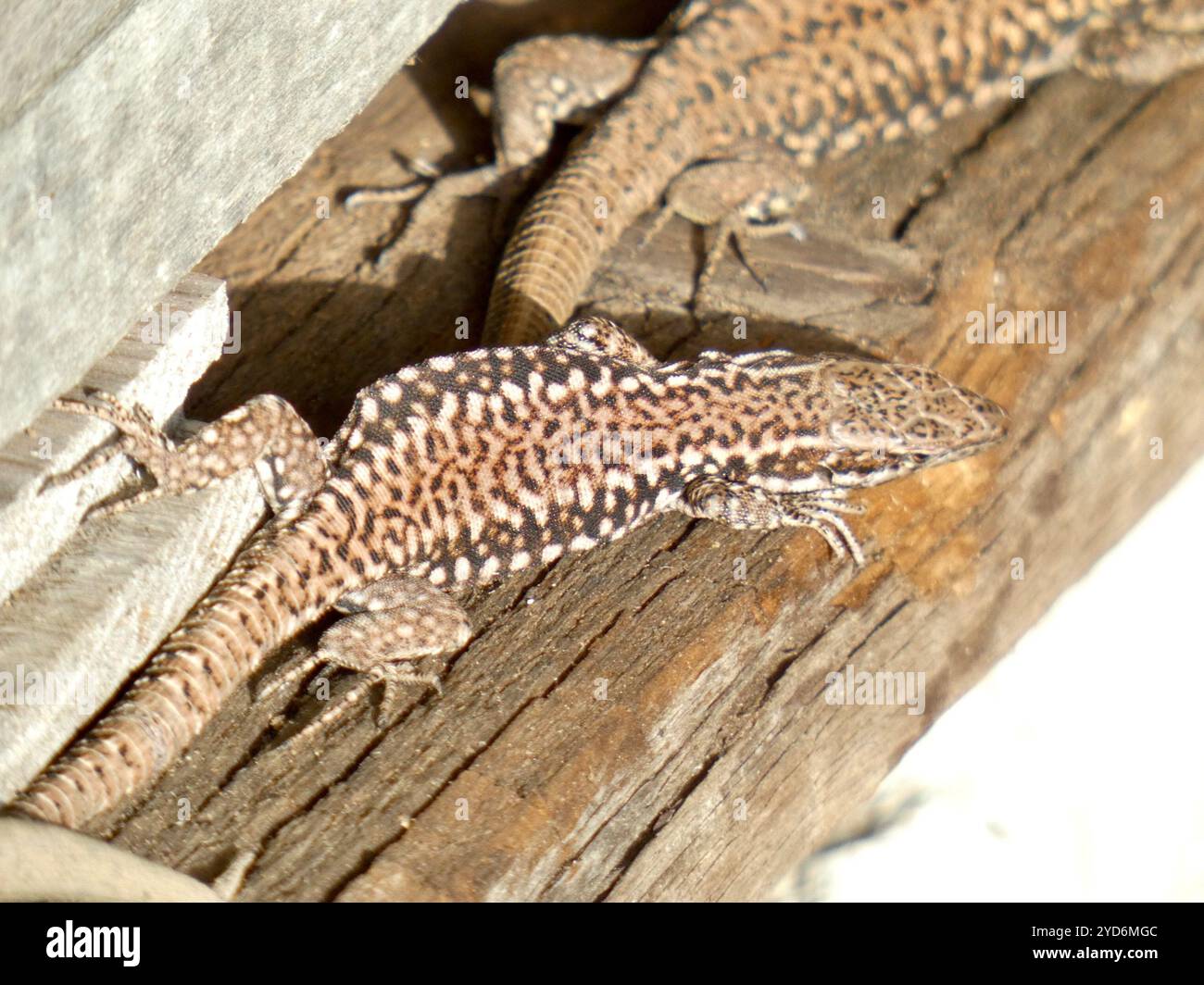 Common Wall Lizard (Podarcis muralis Stock Photo - Alamy