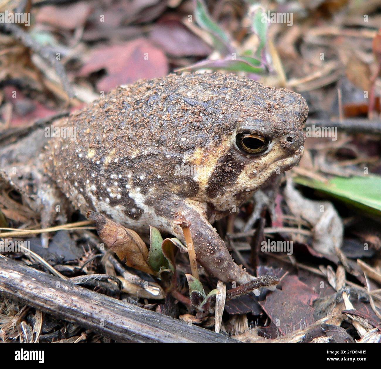 Common Rain Frog (Breviceps adspersus Stock Photo - Alamy