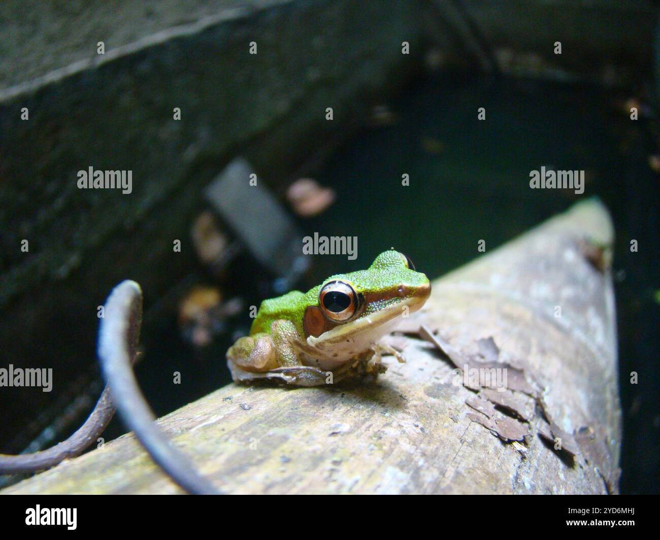 Tenasserim White-lipped Frog (Chalcorana eschatia Stock Photo - Alamy