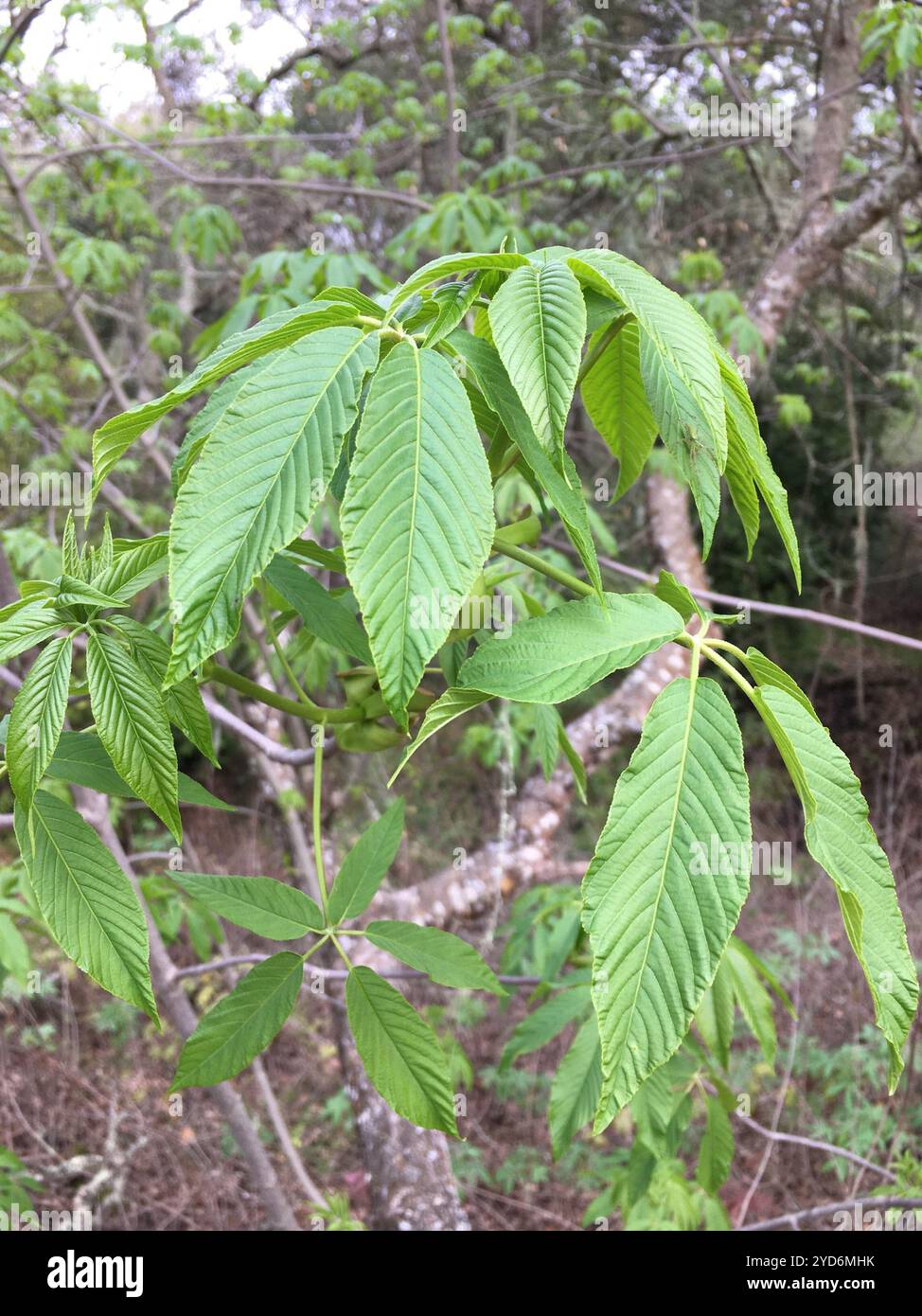 California buckeye (Aesculus californica Stock Photo - Alamy