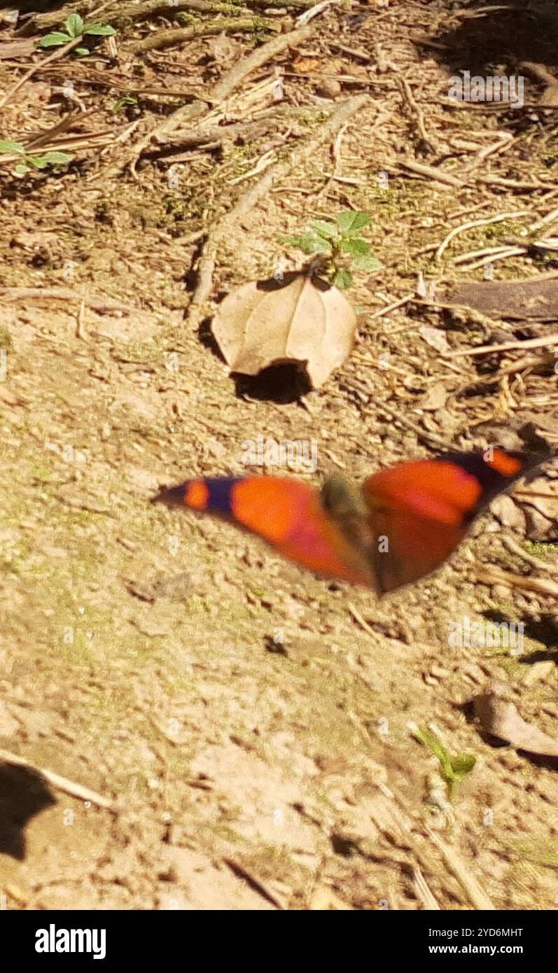 Flamingo Leafwing (Fountainea ryphea Stock Photo - Alamy