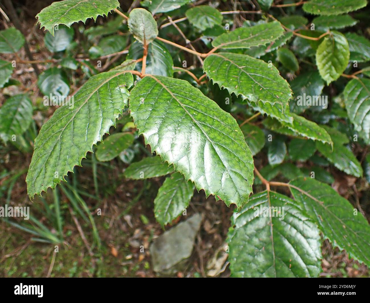 Assegai tree (Curtisia dentata Stock Photo - Alamy