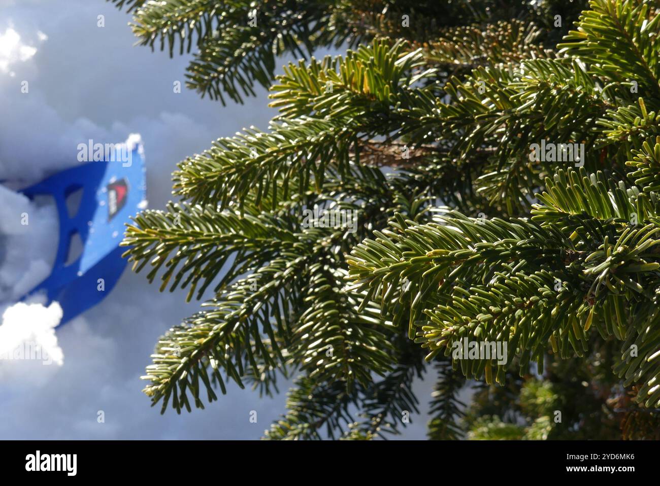 Pacific silver fir (Abies amabilis Stock Photo - Alamy