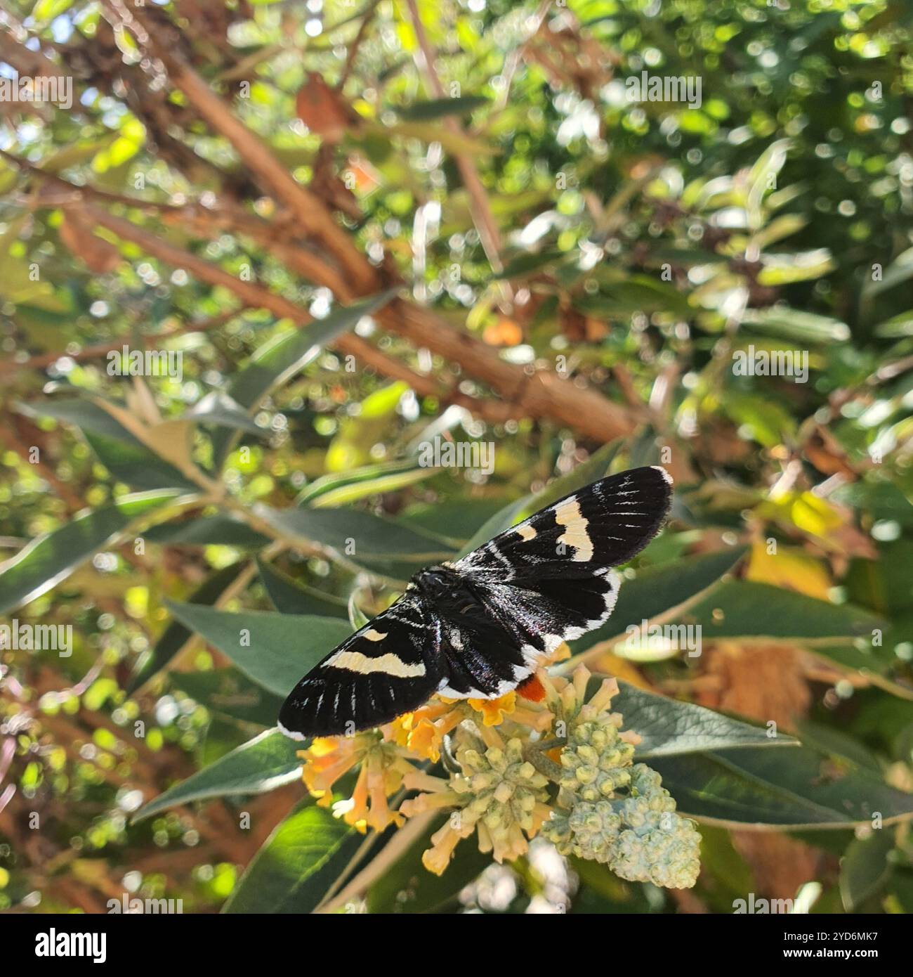 Australian Grapevine Moth (Phalaenoides glycinae Stock Photo - Alamy