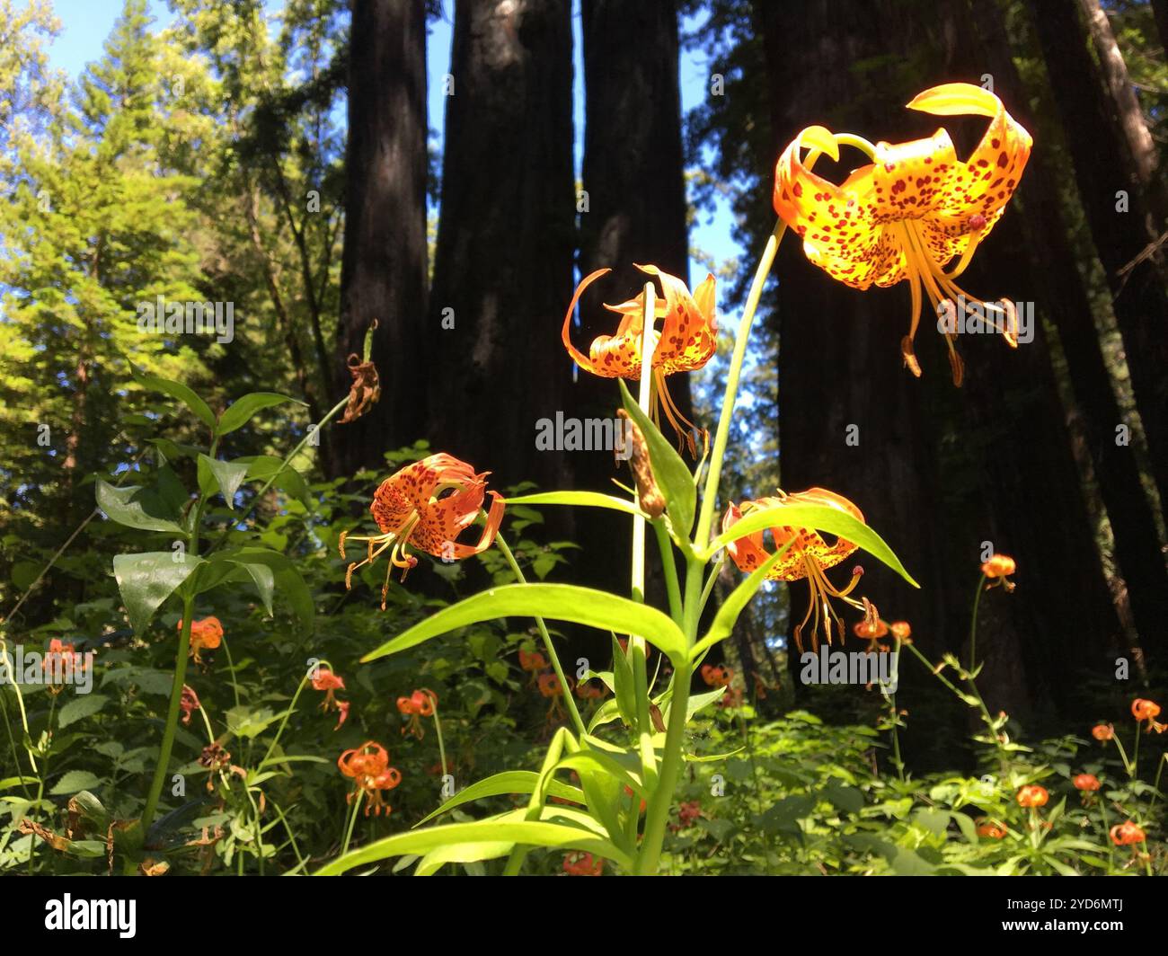 leopard lily (Lilium pardalinum pardalinum Stock Photo - Alamy