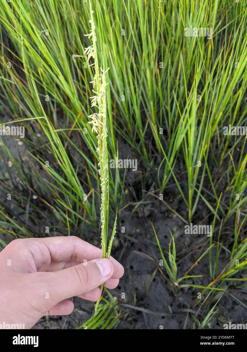 Saltmarsh Cordgrass (Sporobolus alterniflorus Stock Photo - Alamy