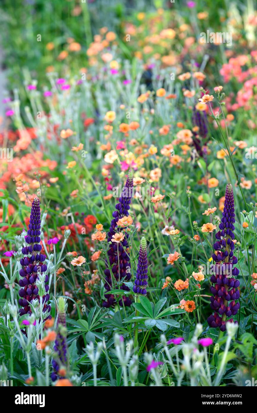 Lupinus masterpiece,lupin masterpiece,lupins,purple Lupin,flowers ...